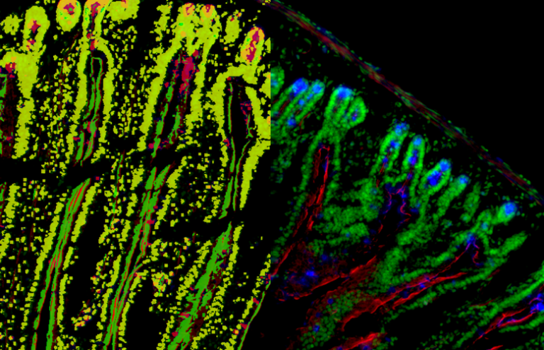 QuantCenter • 3DHISTECH