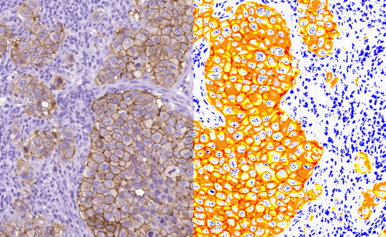 QuantCenter • 3DHISTECH