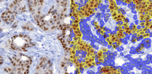 QuantCenter • 3DHISTECH