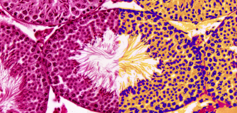 QuantCenter • 3DHISTECH